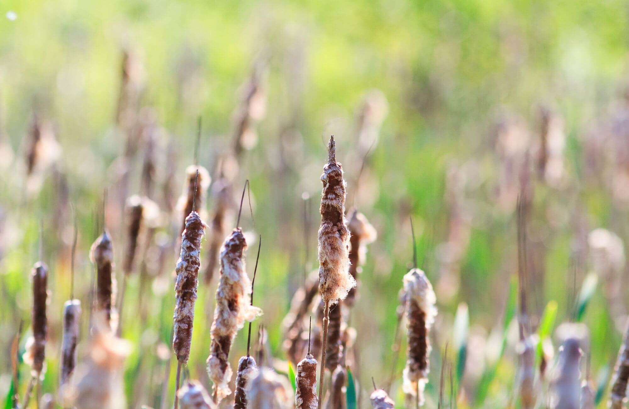 The best kindling for fire building: What works like a charm | Gone ...