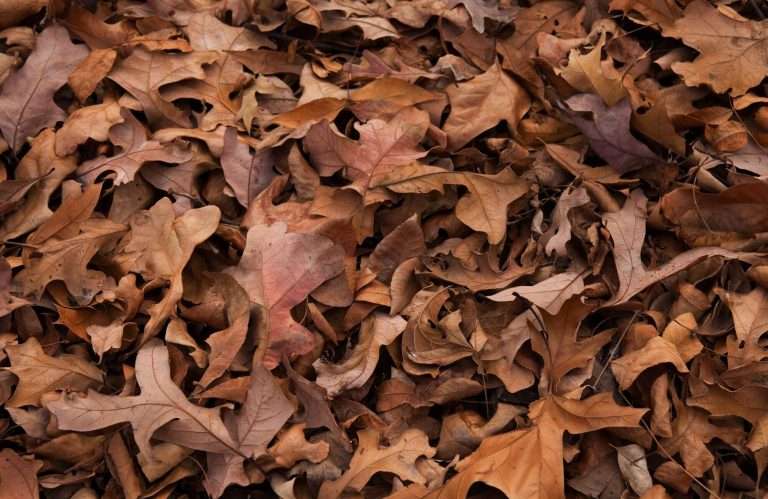 The best kindling for fire building: What works like a charm | Gone ...