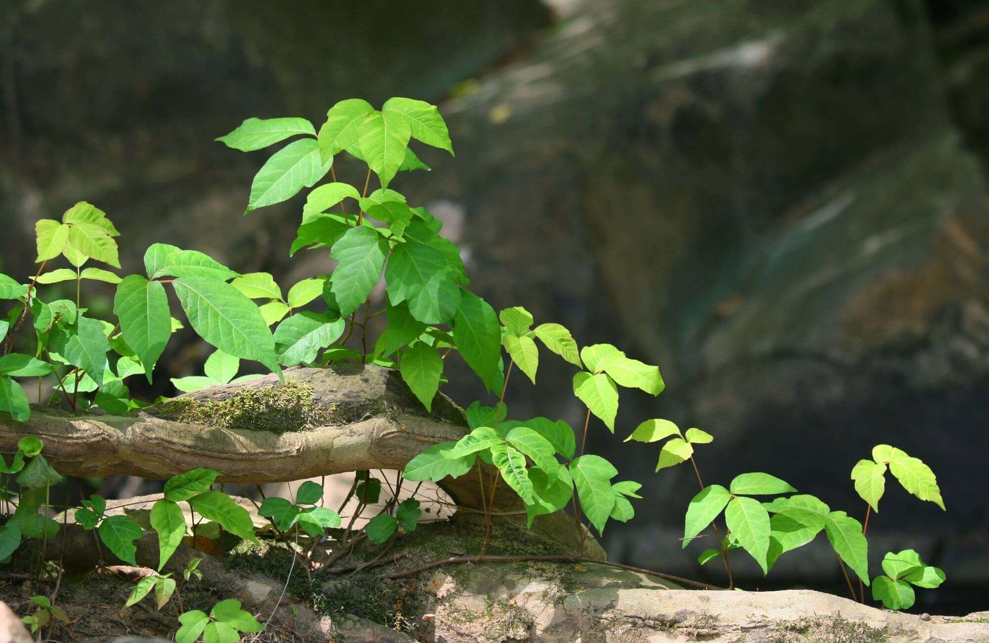 14 Common Camping Injuries and Ailments to Be Aware Of