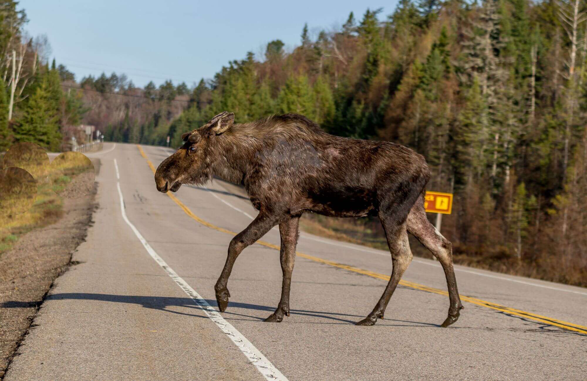 How to see moose in Algonquin Park | Gone Camping Again