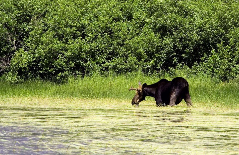 How to see moose in Algonquin Park | Gone Camping Again