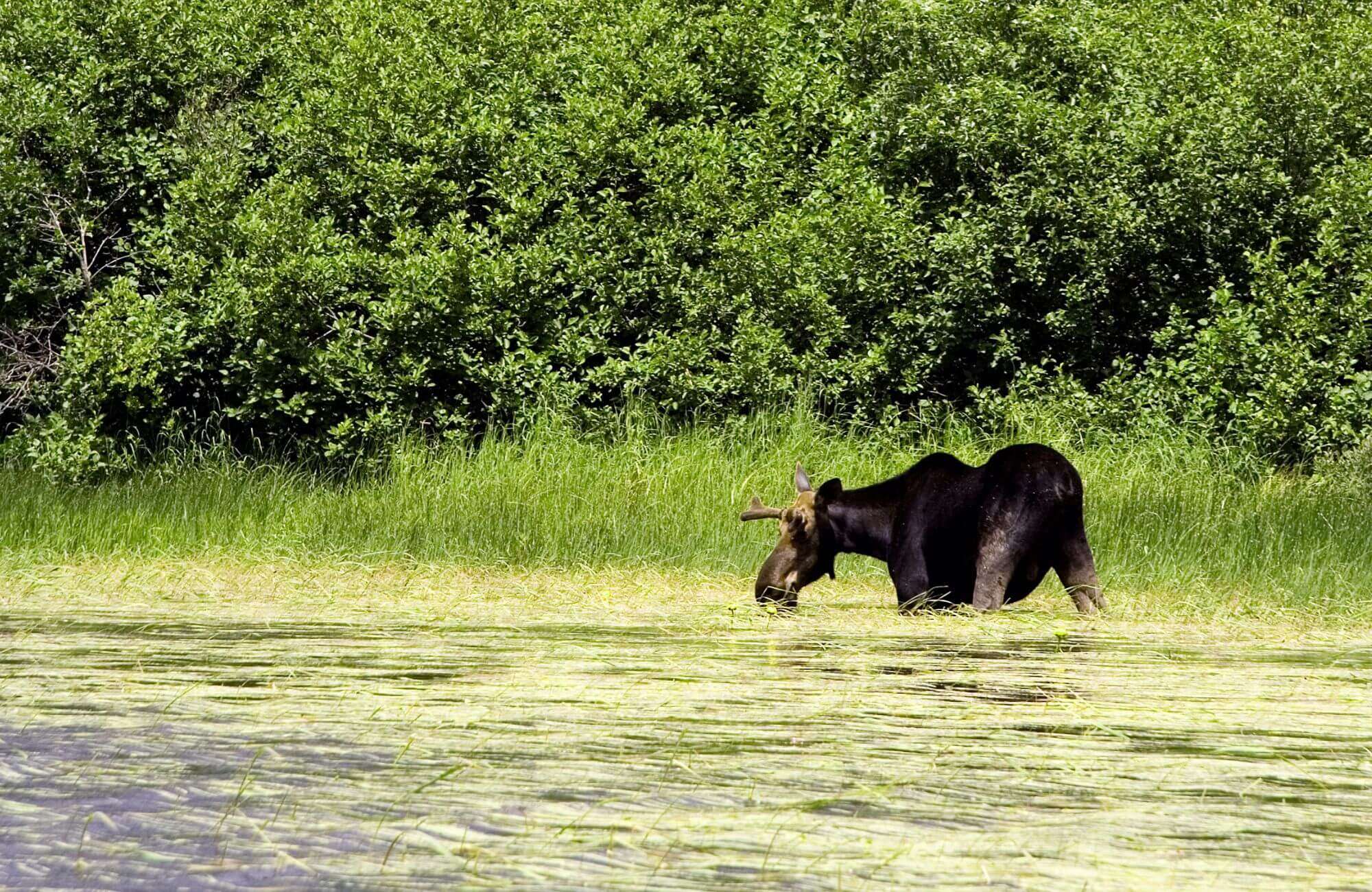 How to see moose in Algonquin Park | Gone Camping Again