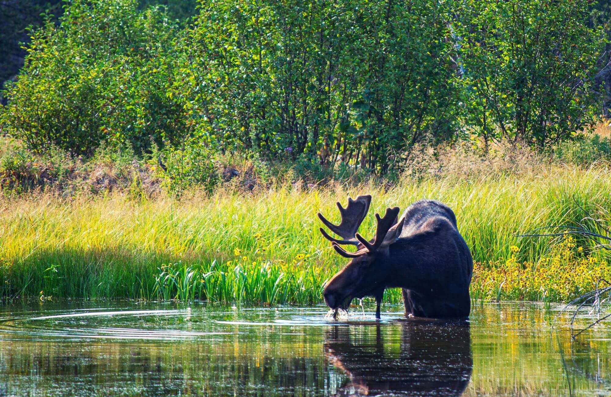 How to see moose in Algonquin Park | Gone Camping Again